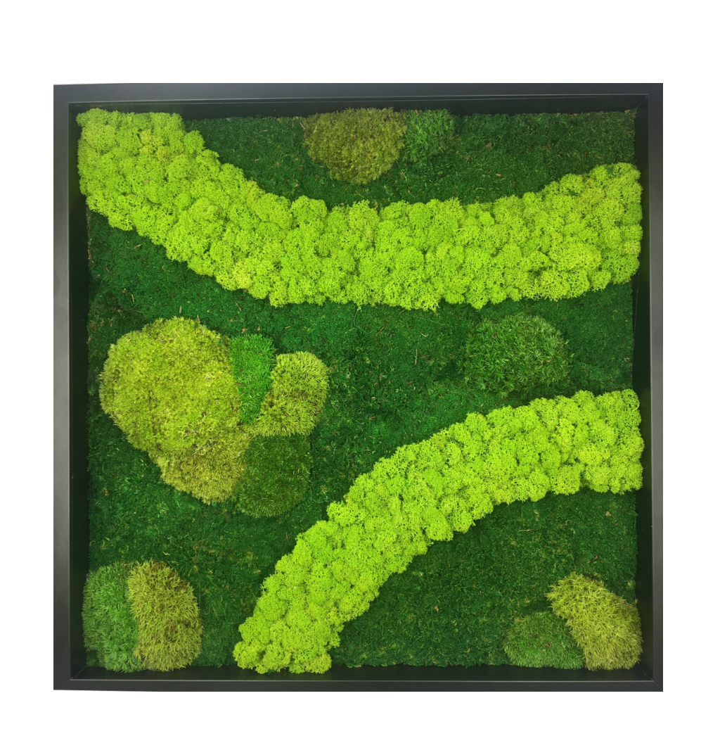Real Moss Wall Art 52 x52 cm in Wooden Frame preservedmoss.co.uk